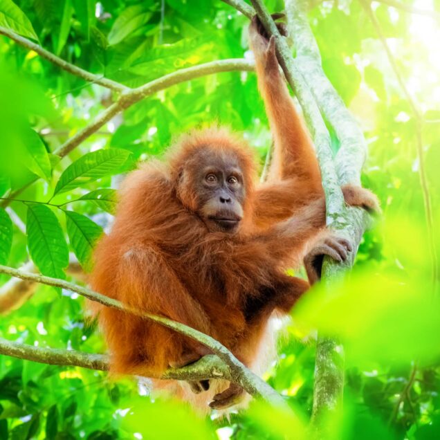 Sehenswürdigkeiten in Medan - das sollten Sie nicht verpassen ...